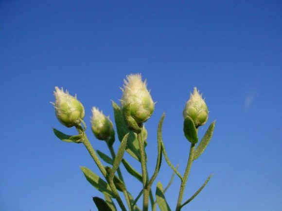 Russian Knapweed – Taos SWCD