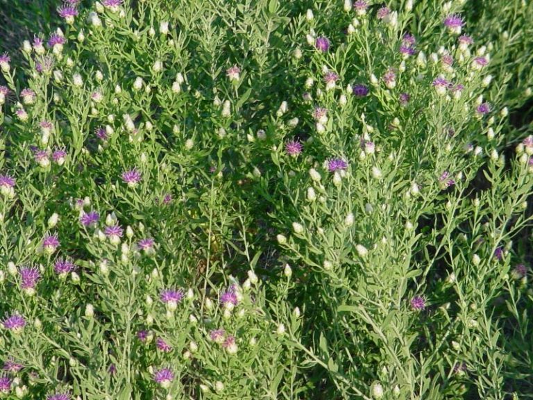 Russian Knapweed – Taos SWCD