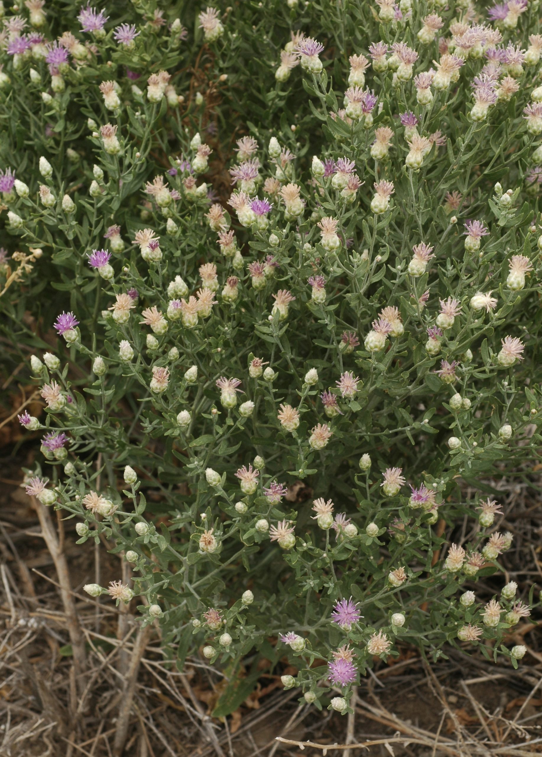 Russian Knapweed – Taos SWCD