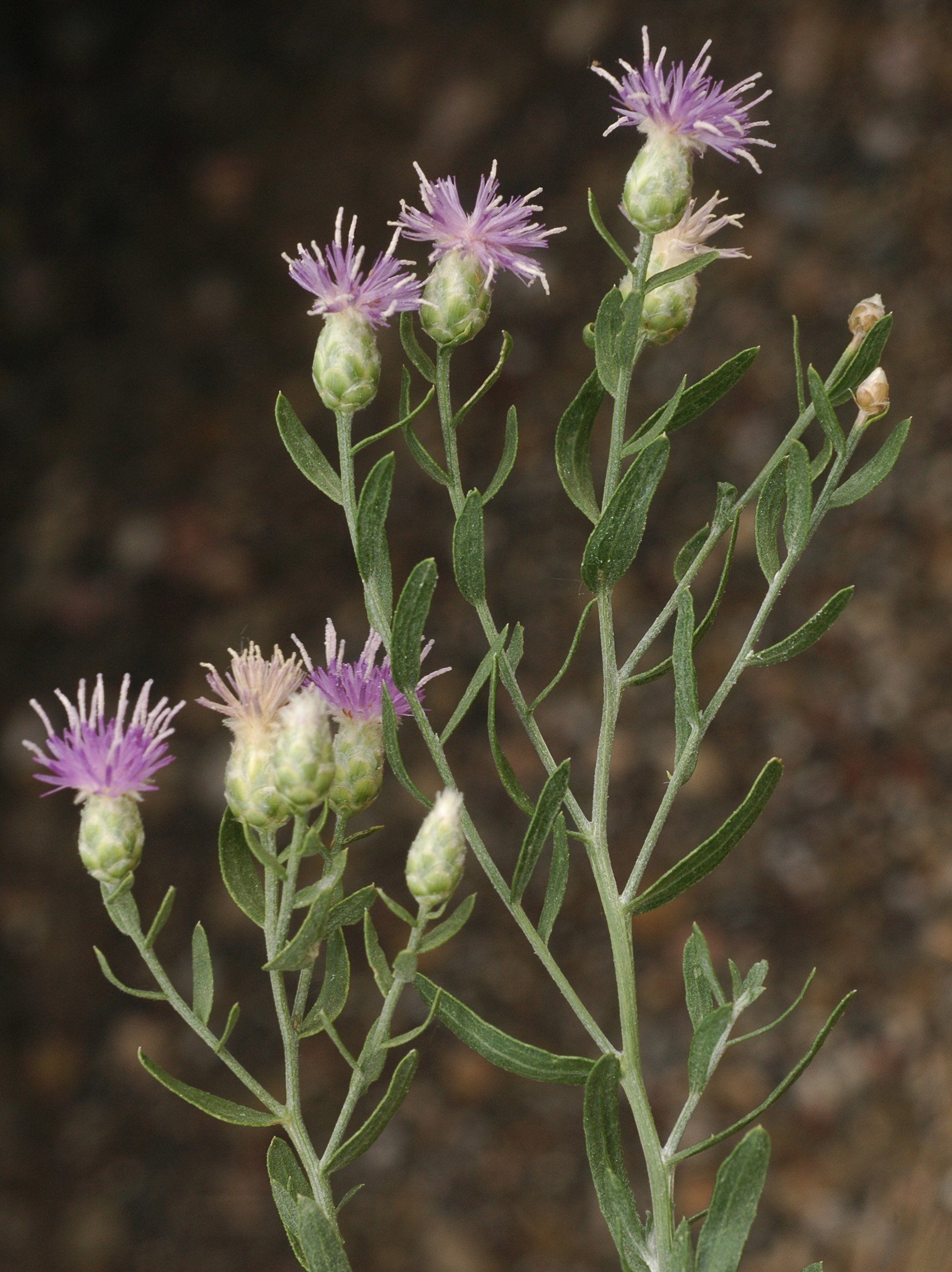 Russian Knapweed – Taos SWCD