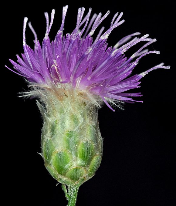 Russian Knapweed – Taos SWCD