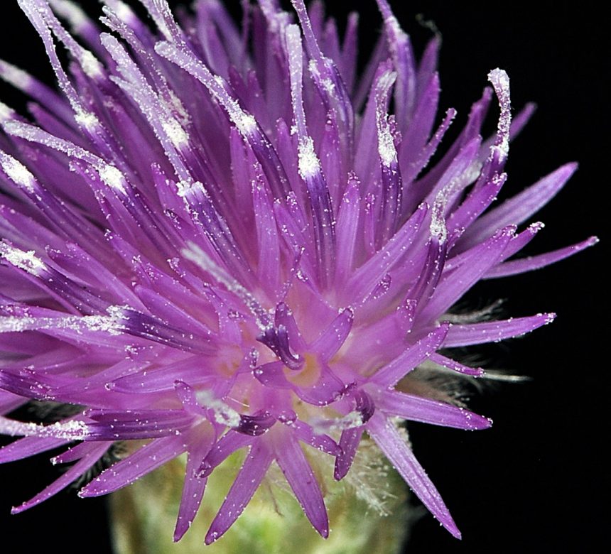 Russian Knapweed – Taos SWCD