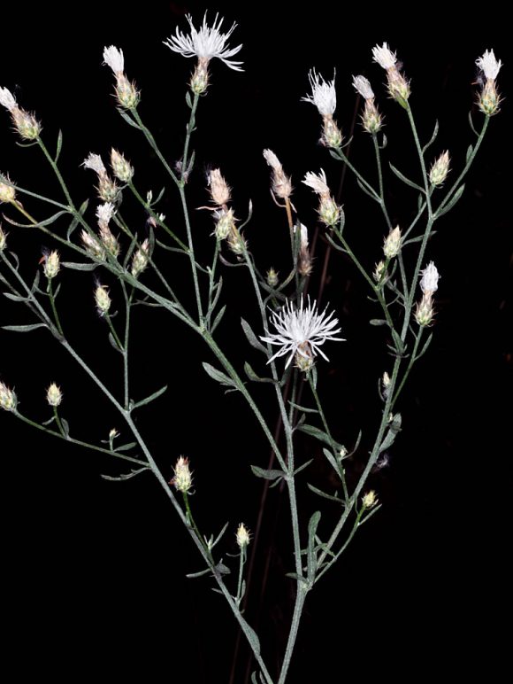 Diffuse Knapweed – Taos SWCD
