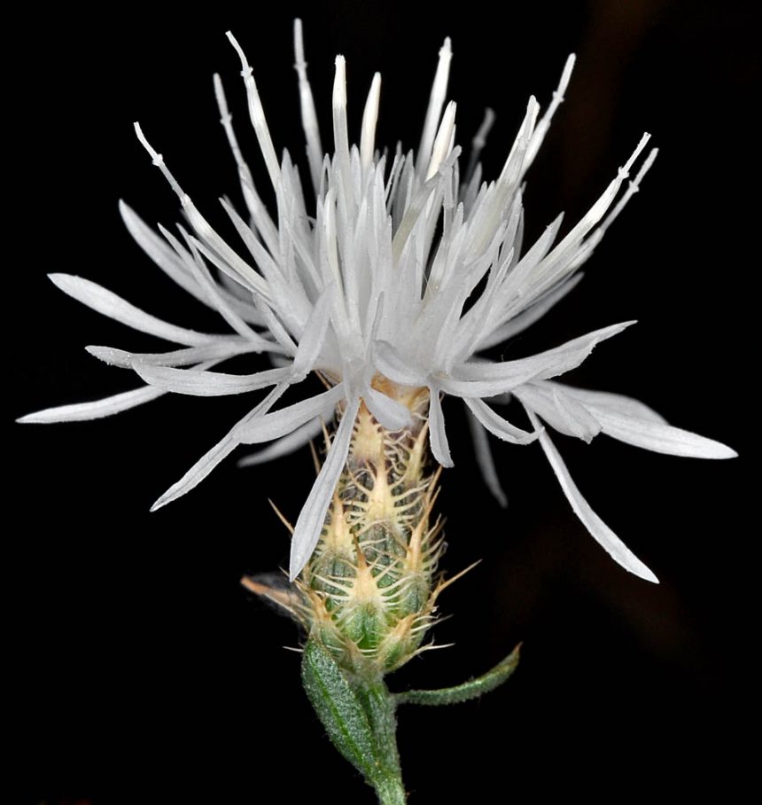 Diffuse Knapweed – Taos SWCD