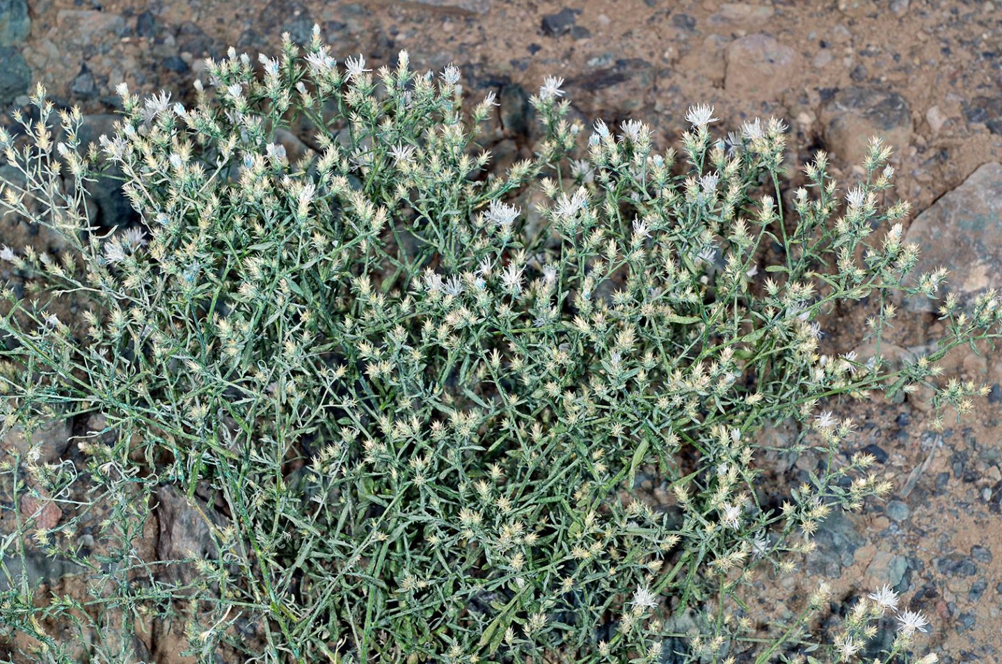 Diffuse Knapweed – Taos SWCD