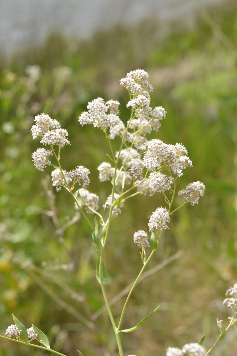 Perennial Pepperweed – Taos SWCD