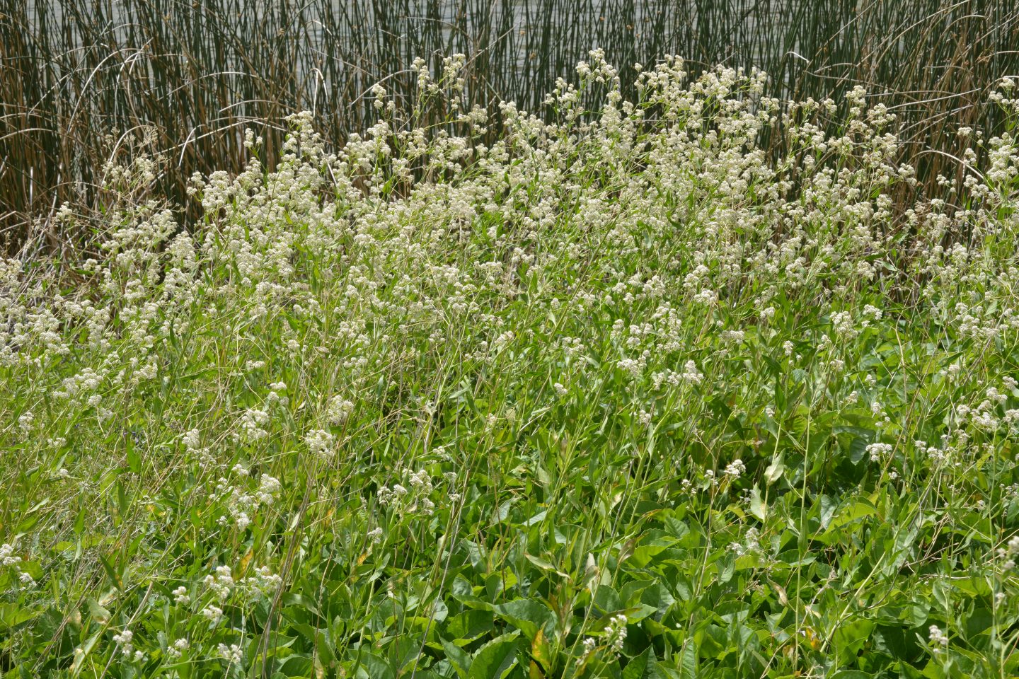 Perennial Pepperweed – Taos SWCD