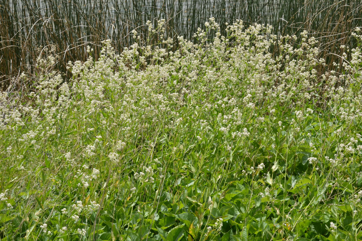 Perennial Pepperweed – Taos SWCD