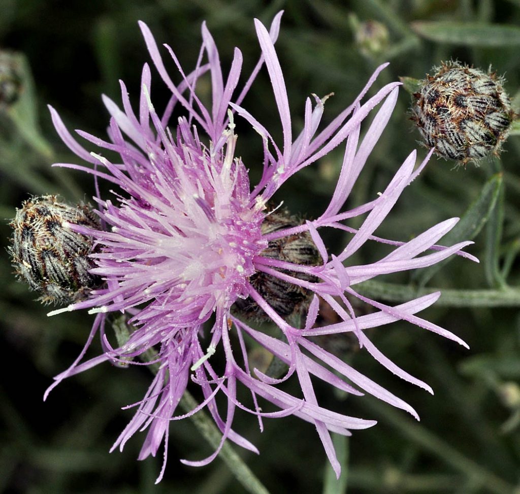 Spotted Knapweed – Taos SWCD