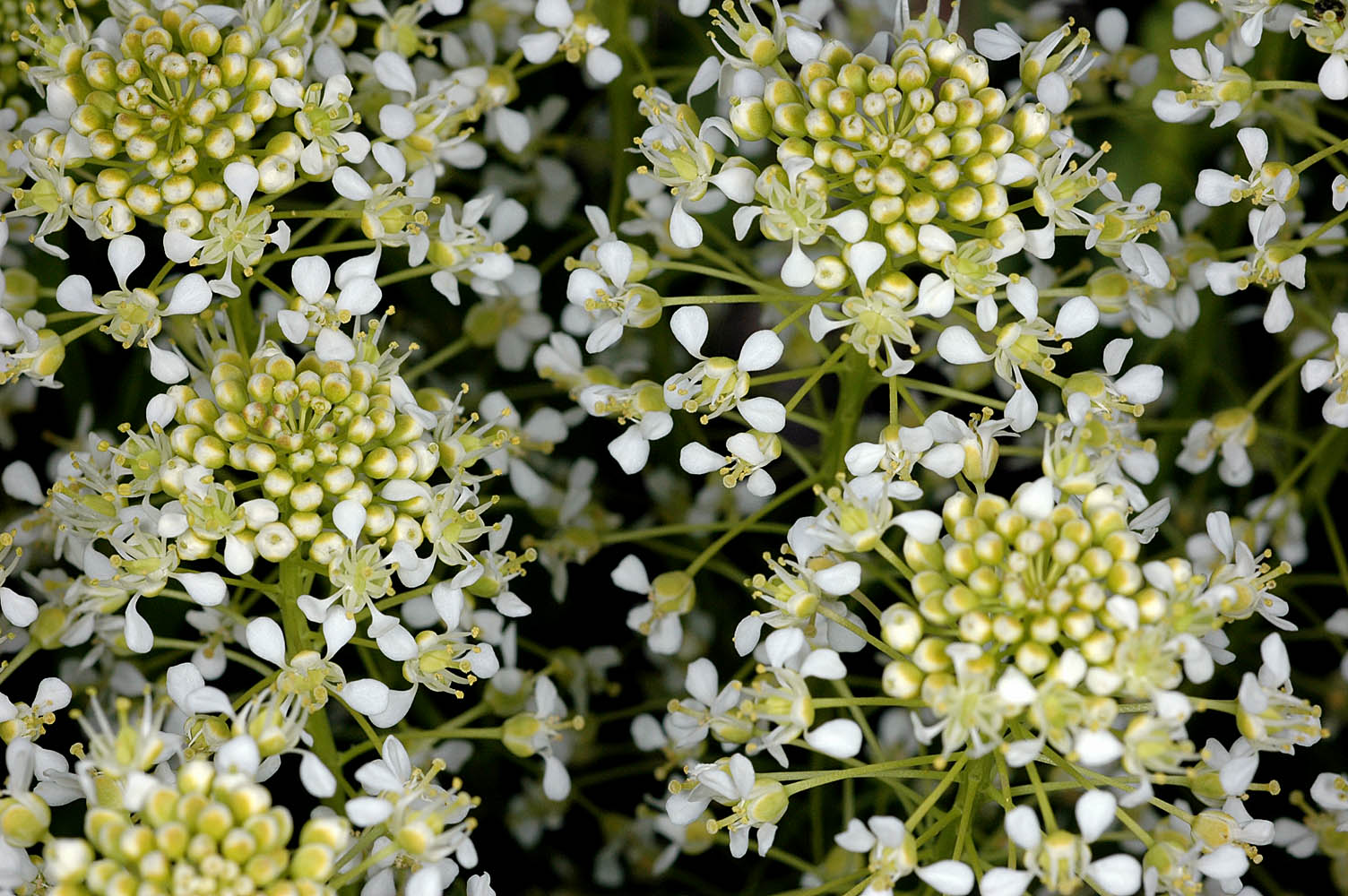 Hoary Cress – Taos SWCD