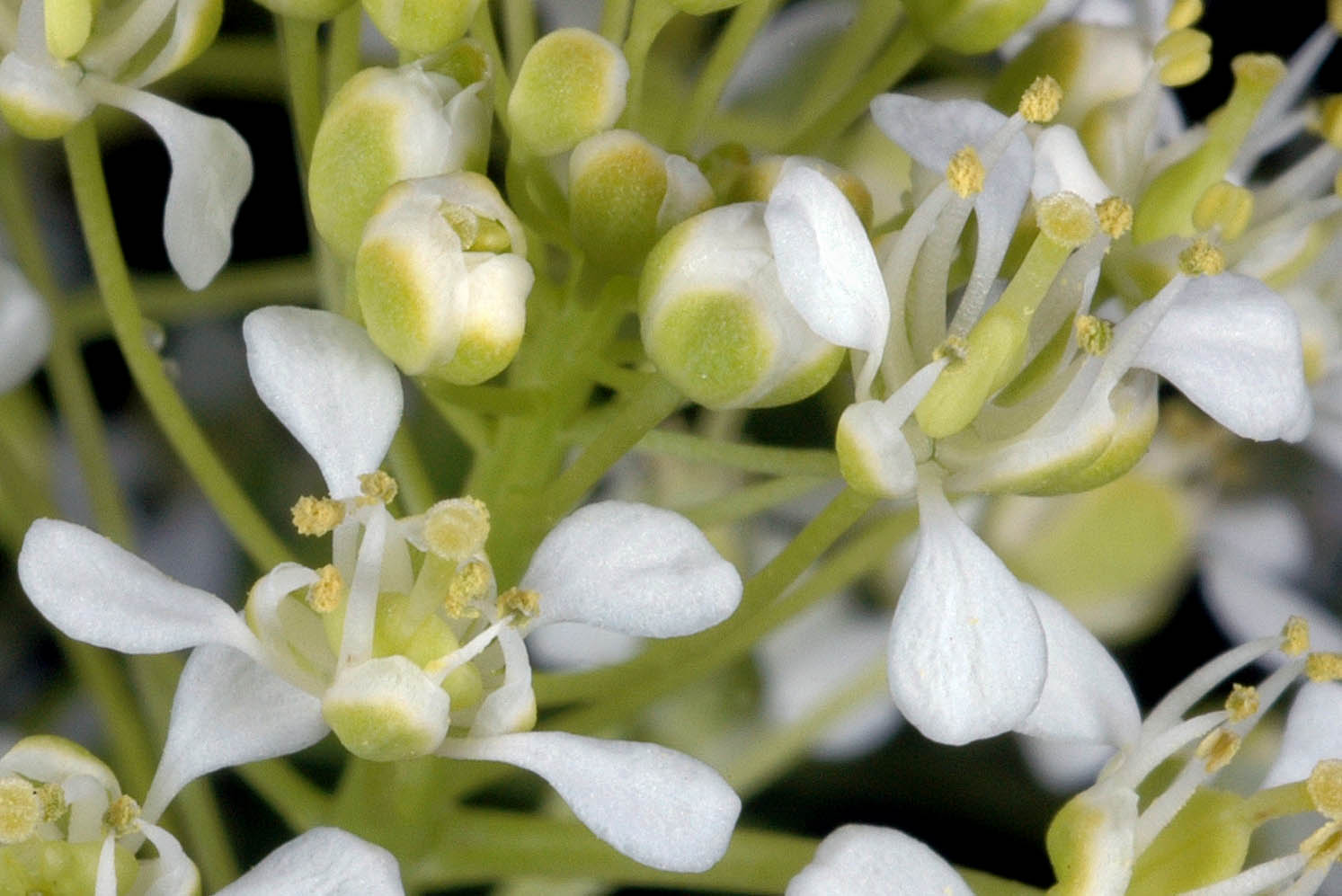 Hoary Cress – Taos SWCD