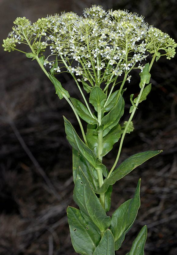 Hoary Cress – Taos SWCD