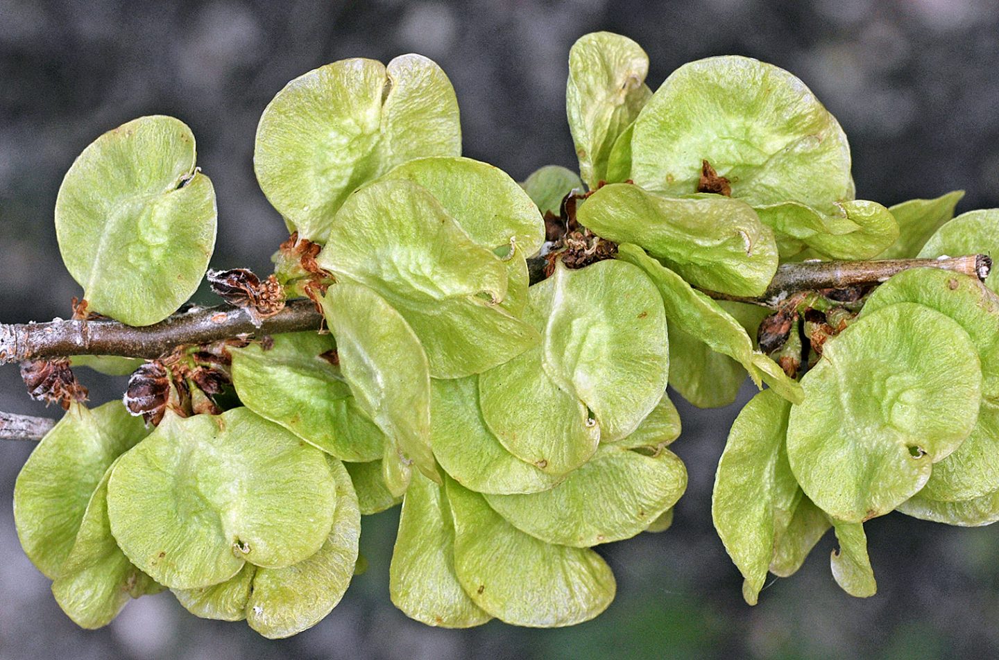 Siberian Elm – Taos SWCD