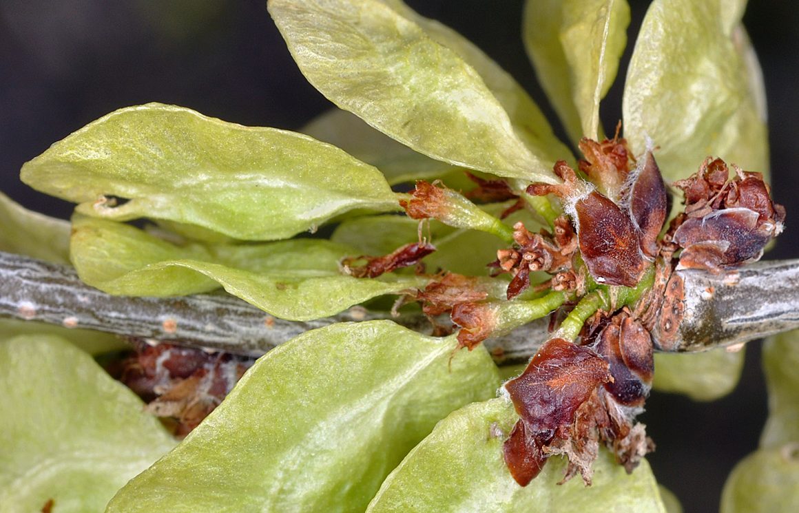 Siberian Elm – Taos SWCD