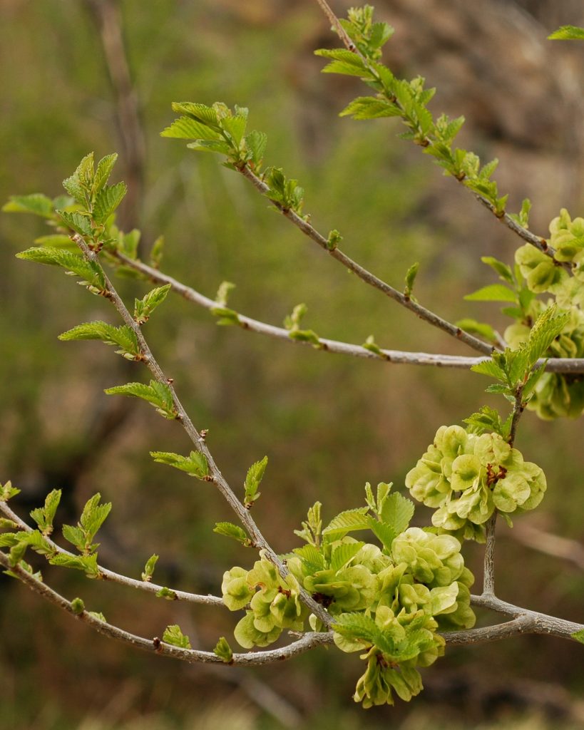 Siberian Elm – Taos SWCD
